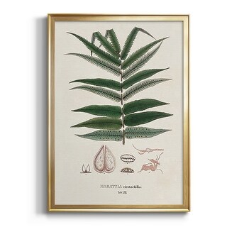 Botanical Society Ferns XII Premium Framed Print - Ready to Hang - Bed ...