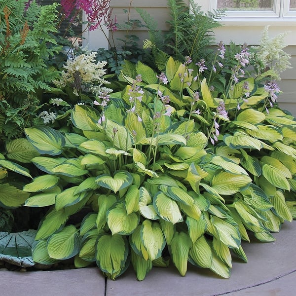 Hardy Heart Shaped Hosta Plants - 9 Bare Roots - Bed Bath & Beyond ...