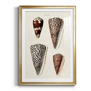 Cone Shell Collection I Premium Framed Print - Ready to Hang - Bed Bath ...