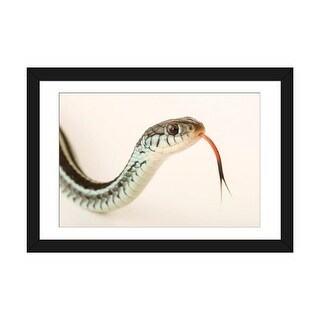 iCanvas "A Bluestripe Garter Sn-ke In Gainesville, Florida" by Joel ...