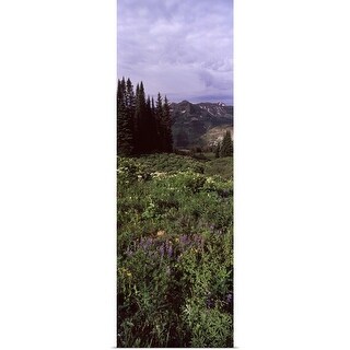 "Forest Washington Gulch Trail Crested Butte Gunnison County Colorado ...