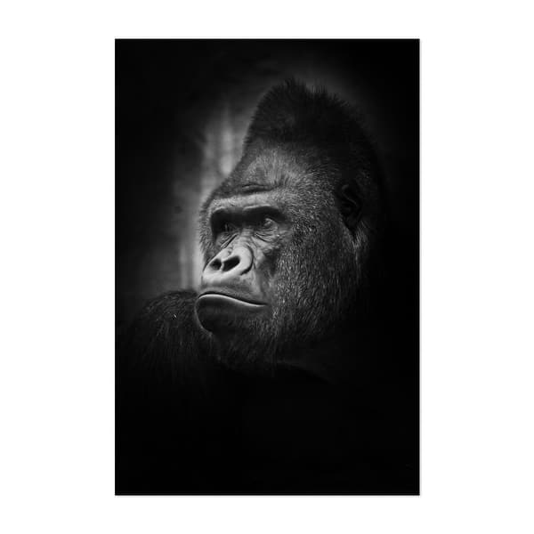 black and white photo stern male Photography Animals Art Print/Poster ...