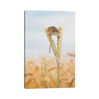 iCanvas "Ohhh Hello - Harvest Mouse" by Dean Mason Canvas Print - Bed ...