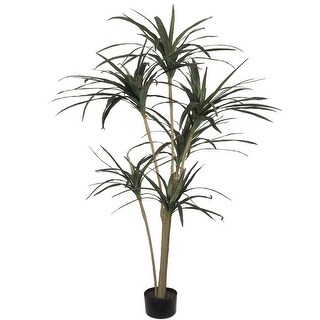 Stunning 6' Dracaena Marginata - Lush Indoor Dragon Tree with ...
