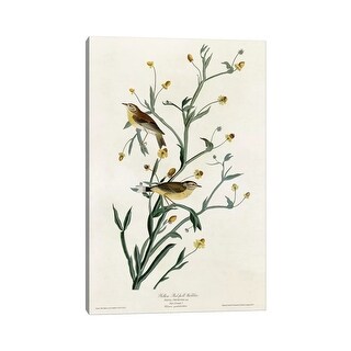 iCanvas "Yellow Red Poll Warbler" by Vintage Apple Collection Canvas ...