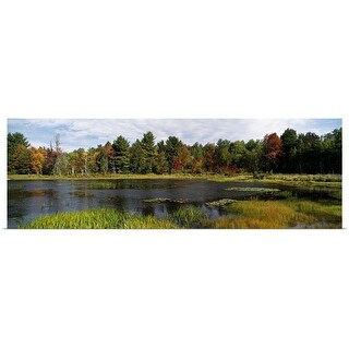 "Trees in a forest, Cape Cod, Barnstable County, Massachusetts" Poster ...