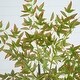 Fall Harvest Nandina Artificial Potted Tree - 5' - Unlit - Bed Bath ...