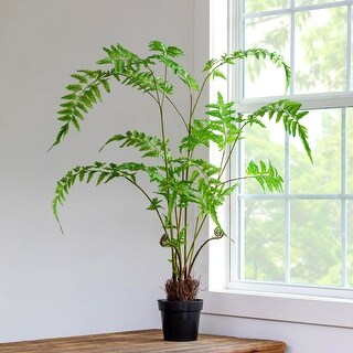 Forest Fern Plant in Growers Pot - Bed Bath & Beyond - 36335923