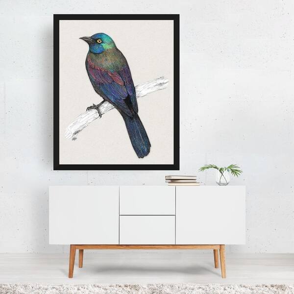 Common Grackle Drawing Animals Bird Birds Botanical Art Print/Poster ...