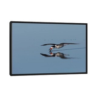 iCanvas "Black skimmer skimming for a meal" by Ken Archer Framed - Bed ...