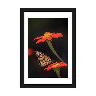 iCanvas "Butterfly Portrait X" by PHBurchett - Bed Bath & Beyond - 37389721