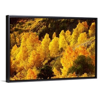 "Aspen trees in autumn, Capitol Reef National Park, Utah" Black Float ...