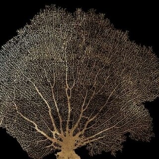 Honey Comb Coral Ii Poster Print By Aimee Wilson - Bed Bath & Beyond ...