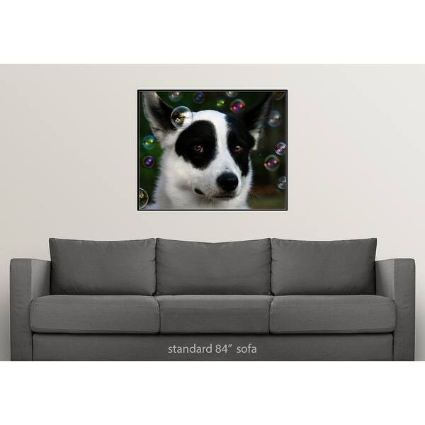 border collie bubbles