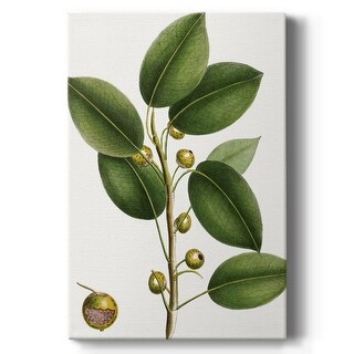 Cherry Fig Tree Premium Gallery Wrapped Canvas - Ready to Hang - Bed ...