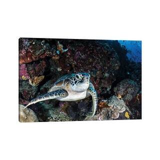 iCanvas "A Turtle Rests On A Ledge On A Coral Reef, North Sulawesi ...