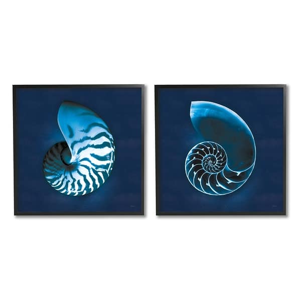 shell spiral pattern