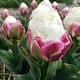 Double Scoop Ice Cream Tulips - Red & White Flowers - 9 Bulbs ...