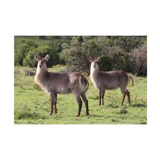 Bob Langrish 'Waterbuck 1' Canvas Art - Bed Bath & Beyond - 39539180