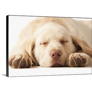 "Studio portrait of Yellow Labrador Retriever" Canvas Wall Art - Bed ...