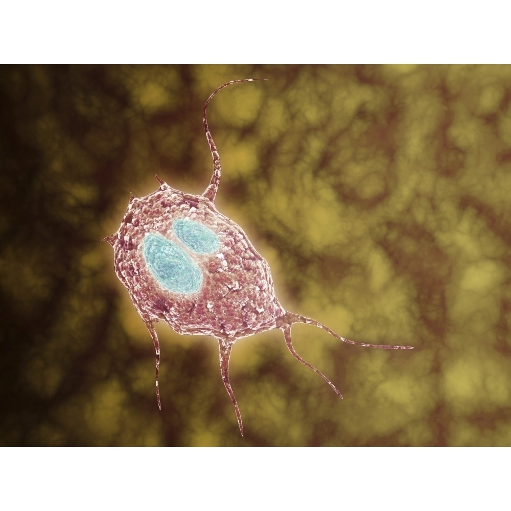 giardia lamblia microscope