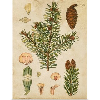 "Vintage Conifers III" Poster Print - Bed Bath & Beyond - 30224892