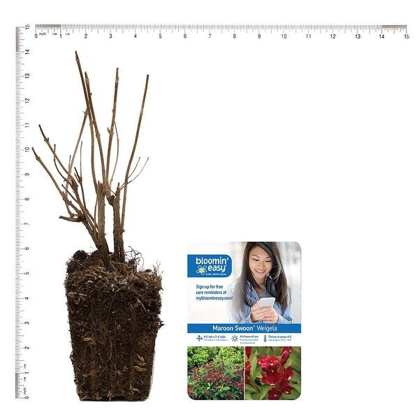 Bloomin' Easy Weigela Maroon Swoon 4" Potted Rocketliners Set of 3 ...