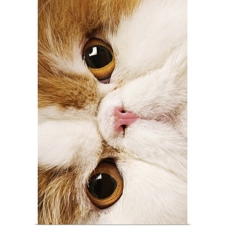 "Domestic cat. Calico Harlequin Persian." Poster Print - Multi - Bed ...