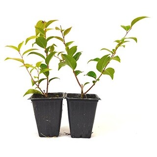 9GreenBox - Xylosma Congestum 'Compacta' -Compact Shiny Xylosm -2 pack ...