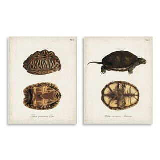 Stupell Study of Antique Turtles Shells Latin Script 2pc Multi Piece ...