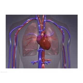 CloseUp Of The Circulatory System Poster Print (24 X 18) - Bed Bath ...