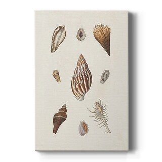 Knorr Shells & Coral IX Premium Gallery Wrapped Canvas - Ready to Hang ...