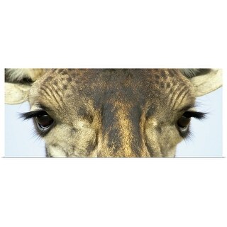 "Close-up of a Maasai giraffes eyes" Poster Print - Bed Bath & Beyond ...