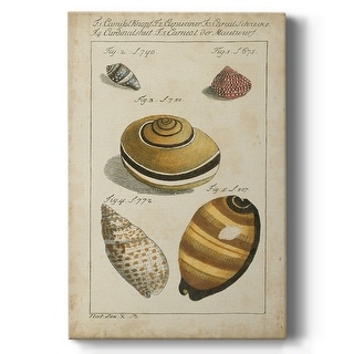 Vintage Shell Study IV Premium Gallery Wrapped Canvas - Ready to Hang ...