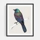 Common Grackle Drawing Animals Bird Birds Botanical Art Print/Poster ...