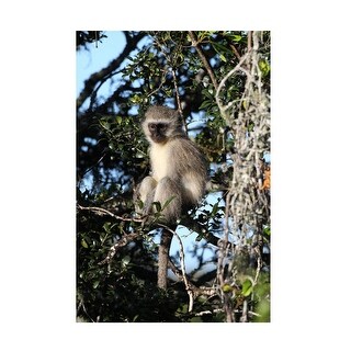 Bob Langrish 'Vervet Monkey' Canvas Art - Bed Bath & Beyond - 39538332