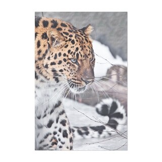 Serious leopard Amur leopard on a snowy Photography Art Print/Poster ...