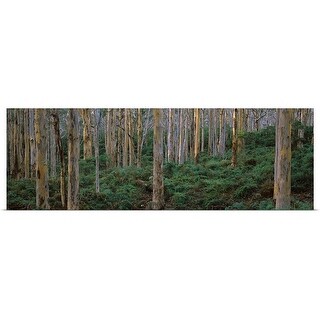 Karri Trees in a forest, Caves Road, Boranup Forest, Leeuwin ...