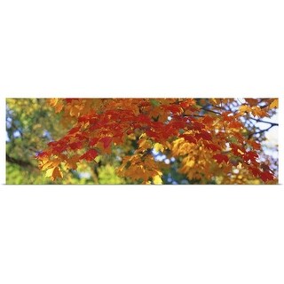 Fall Foliage Guilford Baltimore City MD - Multi - Bed Bath & Beyond ...