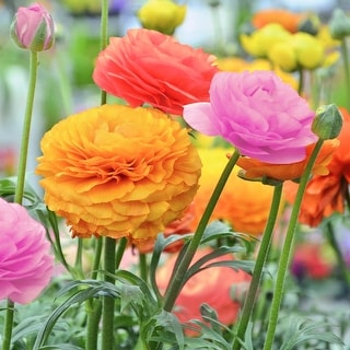 Colorful Double Buttercups Ranunculus - 15 Bulbs - Red, Yellow, Pink ...