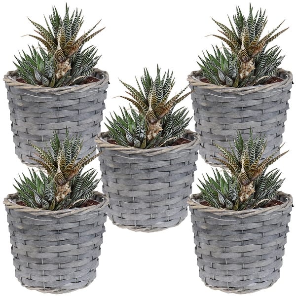 Sunnydaze Set of 5 Indoor Poplar Wicker Planters with Plastic Liners ...