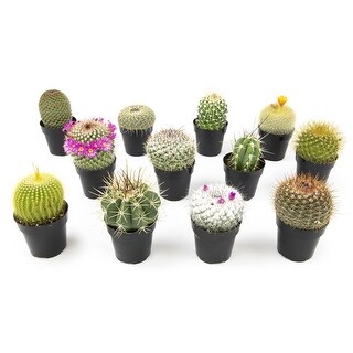 , Assorted Cactus Plants Live Cactus Decor, Cactus Plant Live ...