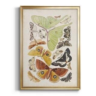 Antique Moths I Premium Framed Print - Ready to Hang - Bed Bath ...
