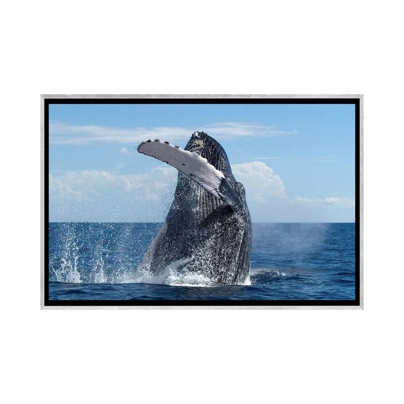 iCanvas "Humpback Whale Breaching, Humpback Whale National Marine ...
