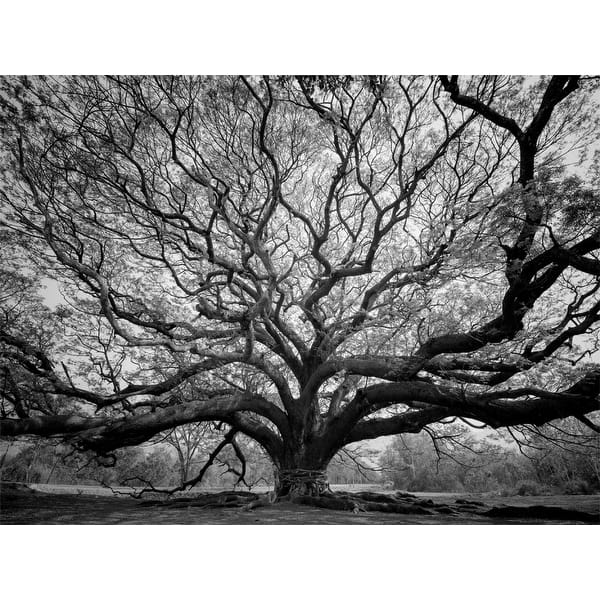 Tree of Wisdom Photography Canvas Art - On Sale - Bed Bath & Beyond ...