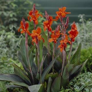Van Zyverden Cannas Verdi Set of 5 Bulbs - Bed Bath & Beyond - 40494969