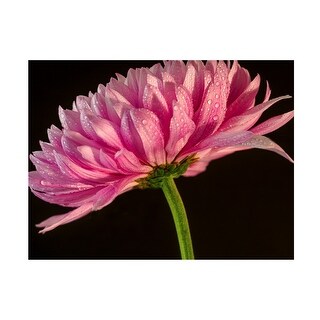 Pamela Plummer 'Mum With Water Droplets' Canvas Art - Bed Bath & Beyond ...