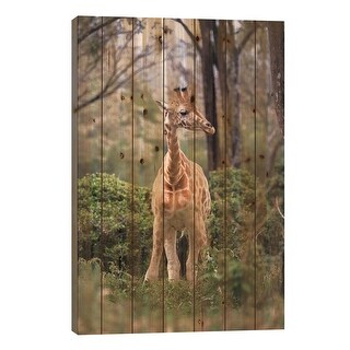 Rothchild's Giraffe Portrait Print On Wood by Jane Rix - Multi-Color ...