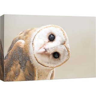 White Owl with Twisted Head Animals Wildlife Photography - Bed Bath ...
