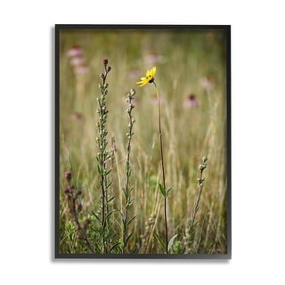 Stupell Yellow Daisy Sprout Framed Giclee Art Design by Kent ...